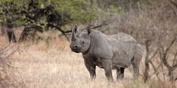 Timbavati Private Nature Reserve – Travel Guide, Map & More!