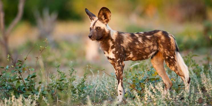 Birding Northern Tuli – Birds of Northern Tuli Game Reserve