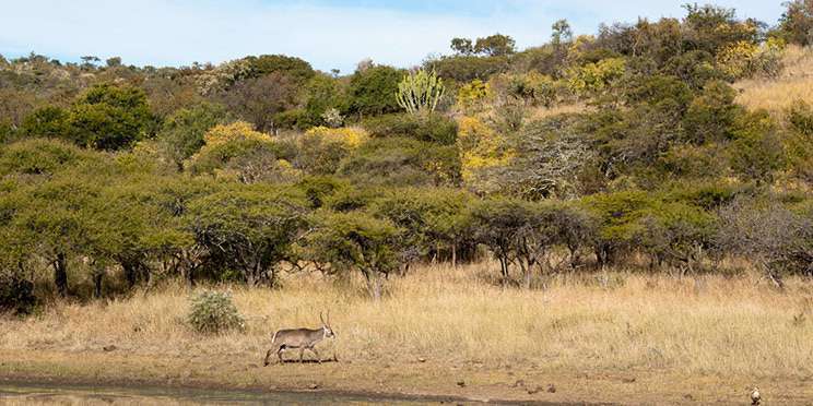 Weenen Photos – Images & Pictures