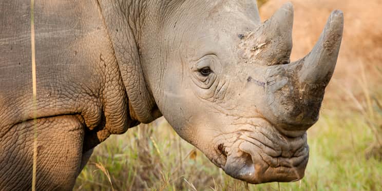 Reviews of Ziwa Rhino Ranch (From 2 Acclaimed Safari Experts)