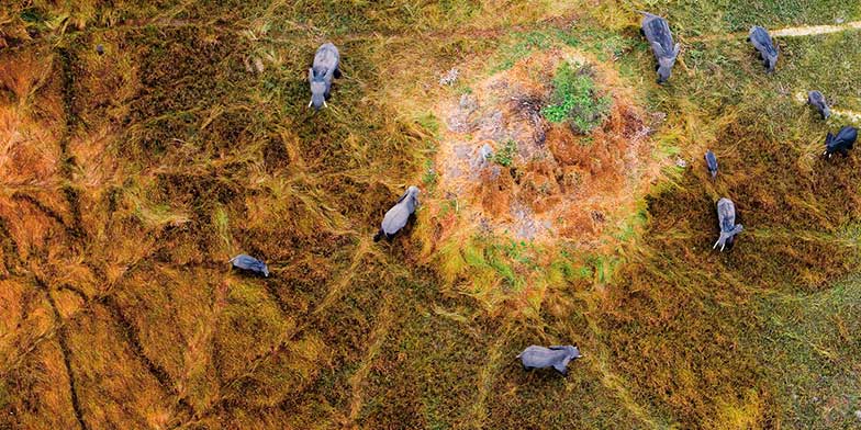 Moremi Map – Detailed map of Moremi Game Reserve