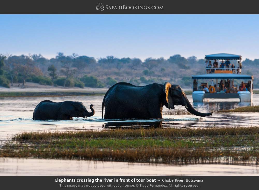 Botswana Safari: 5-Day Botswana Luxury Honeymoon Safari