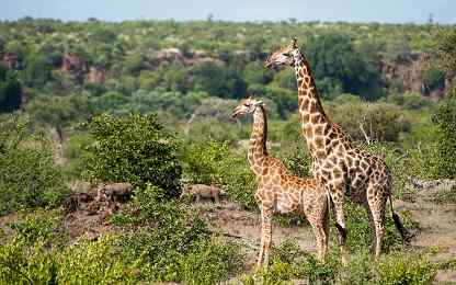 Mashatu Game Reserve – Travel Guide, Map & More!