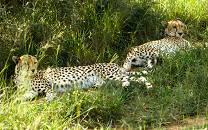 Mokolodi Nature Reserve – Travel Guide, Map & More!