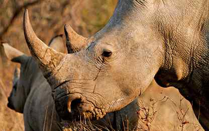 Mokolodi Nature Reserve – Travel Guide, Map & More!