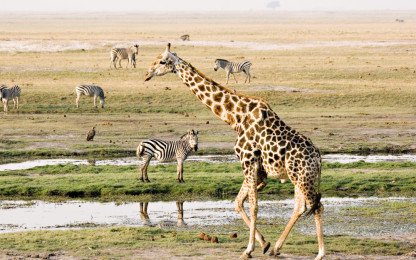 Chobe Photos – Images & Pictures