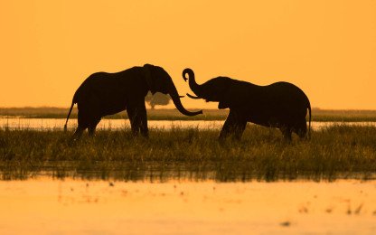 Chobe Photos – Images & pictures