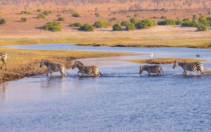 Chobe Photos – Images & pictures
