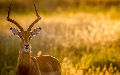 Chobe Photos – Images & pictures