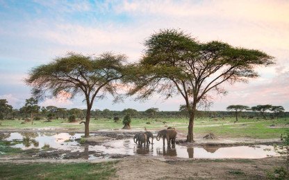 Chobe Photos – Images & pictures