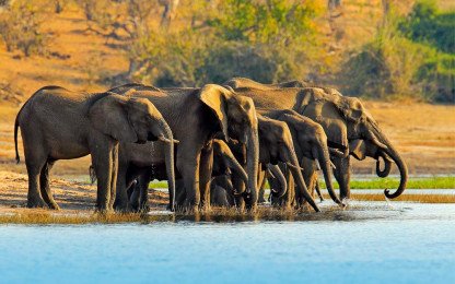 Chobe Photos – Images & pictures