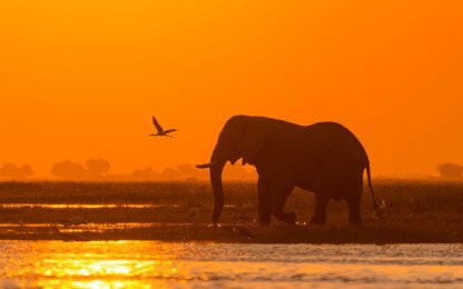 Chobe Photos – Images & pictures