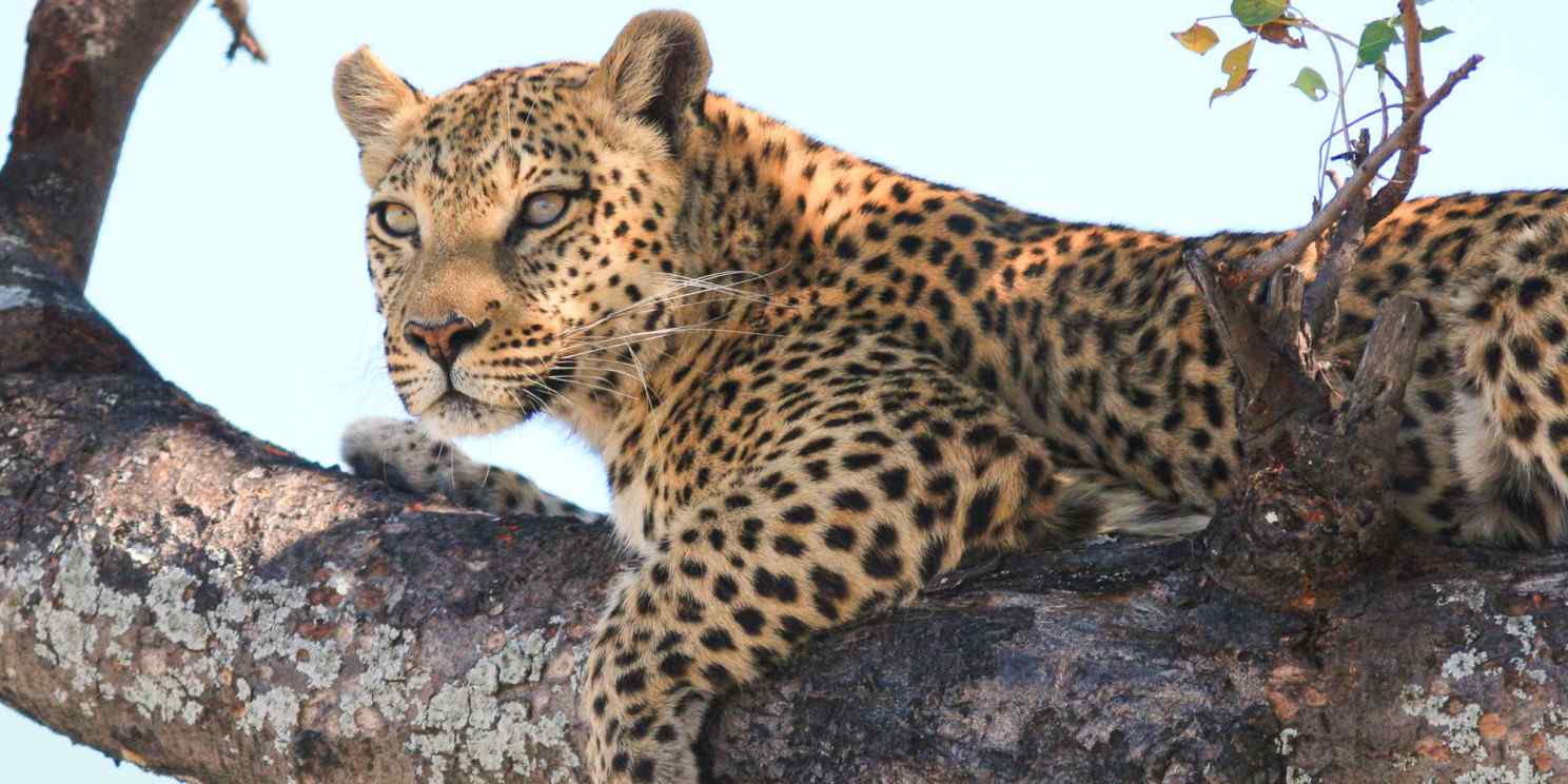 Central Kalahari Map – Detailed Map of Central Kalahari Game Reserve