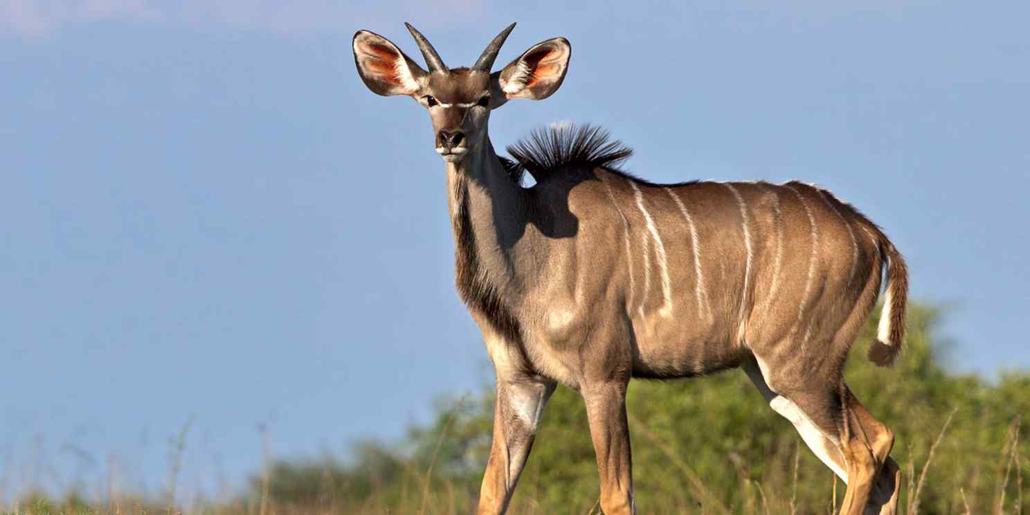 Waterberg Biosphere Reserve – Best Time To Visit, Wildlife & More!