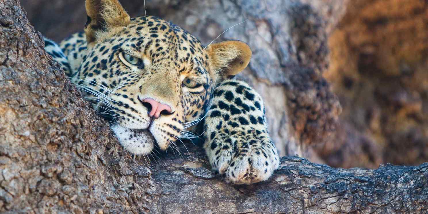 Mashatu Game Reserve – Travel Guide, Map & More!