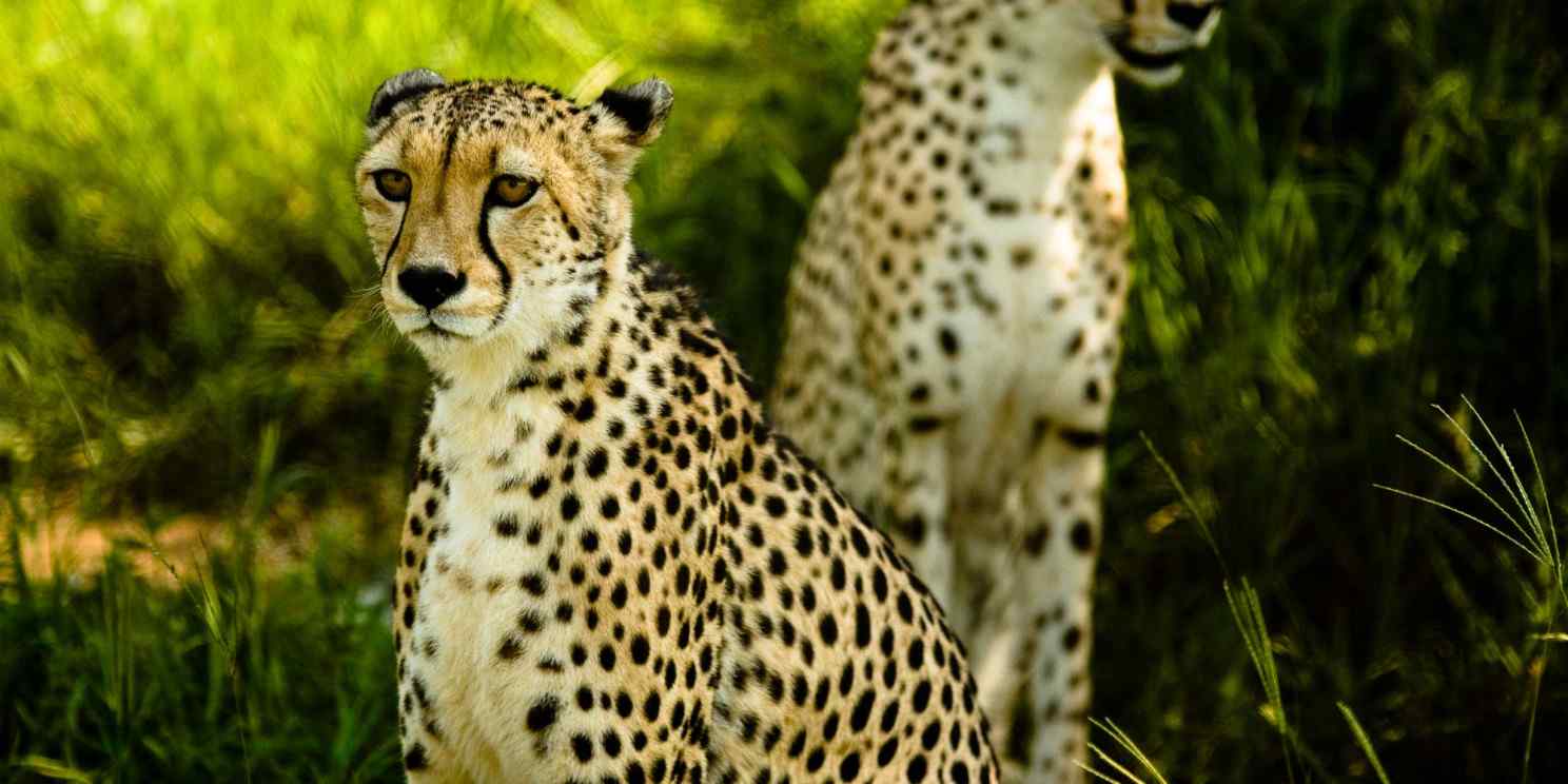 Mokolodi Nature Reserve – Travel Guide, Map & More!