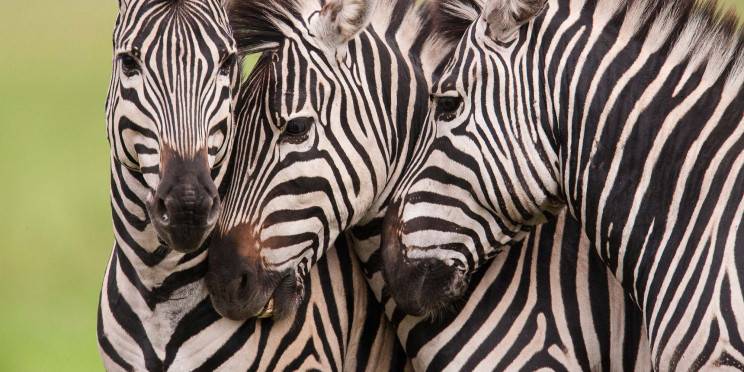 Moremi Map – Detailed Map of Moremi Game Reserve