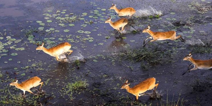 Okavango Delta – Malaria, Safety & Security