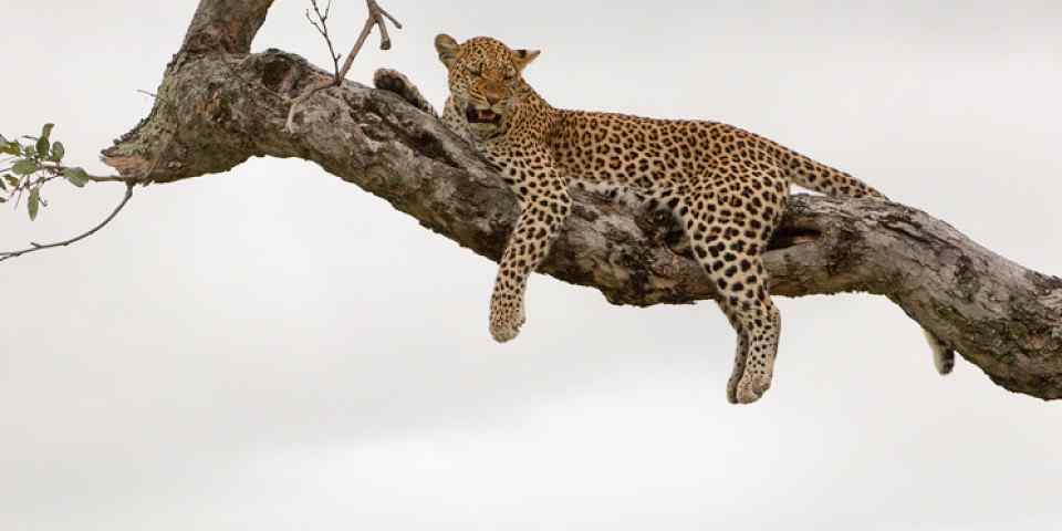 Moremi Map – Detailed Map of Moremi Game Reserve