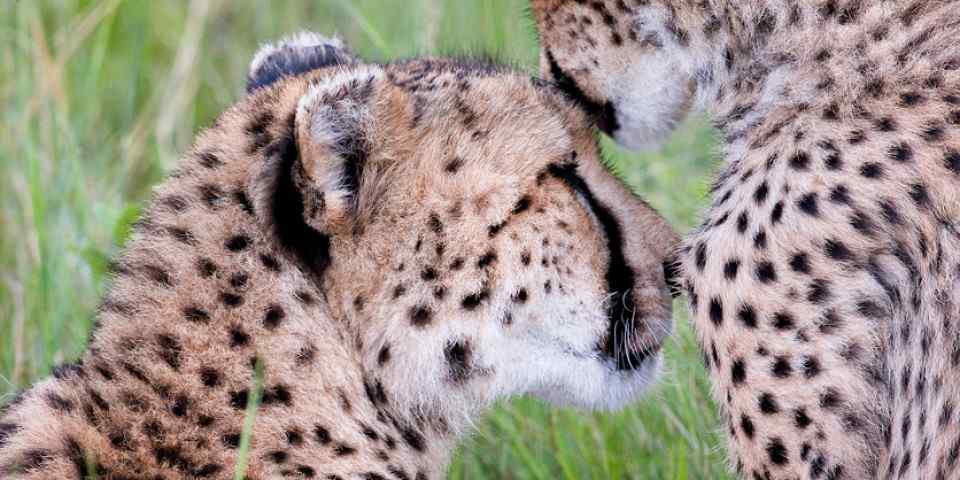 Moremi Map – Detailed Map of Moremi Game Reserve