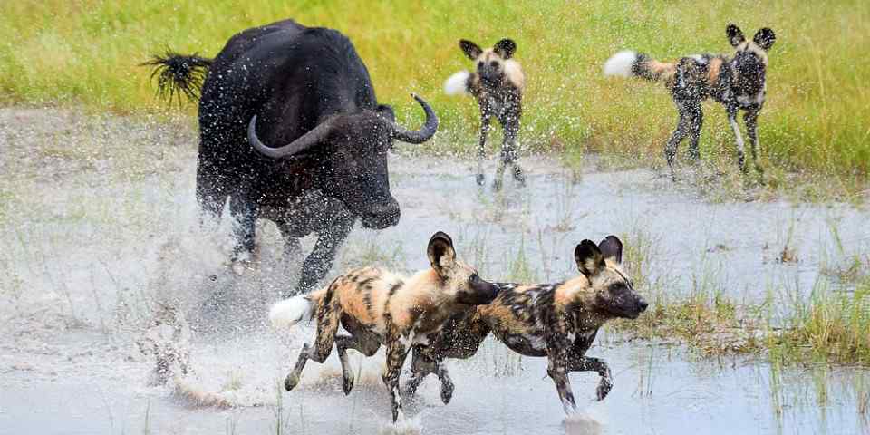 Moremi Game Reserve – Travel Guide, Map & More!