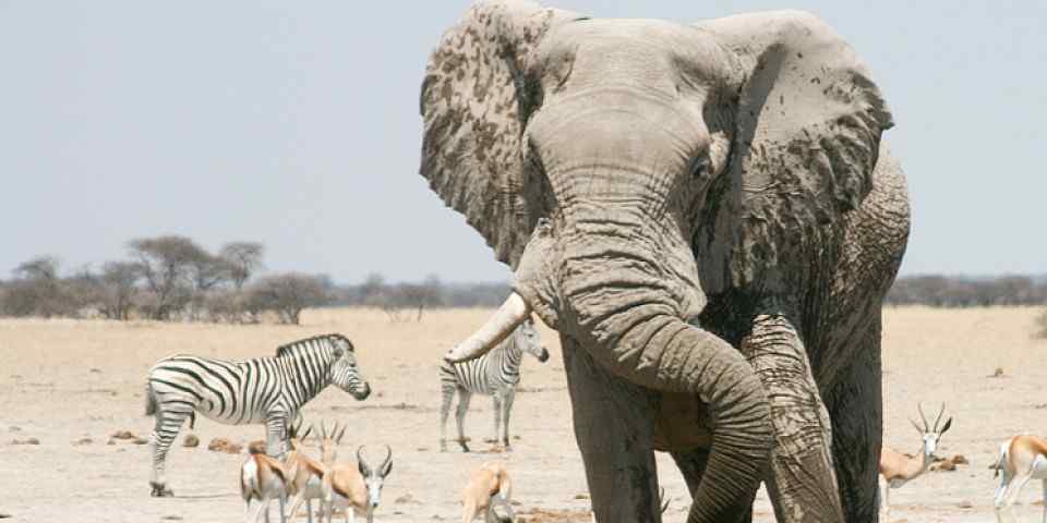 Moremi Map – Detailed Map of Moremi Game Reserve