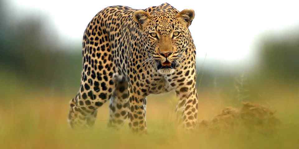 356 Okavango Delta Safari Tours (Offered by 55 Tour Operators)