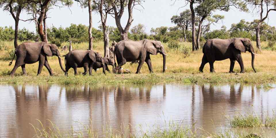 Moremi Map – Detailed Map of Moremi Game Reserve