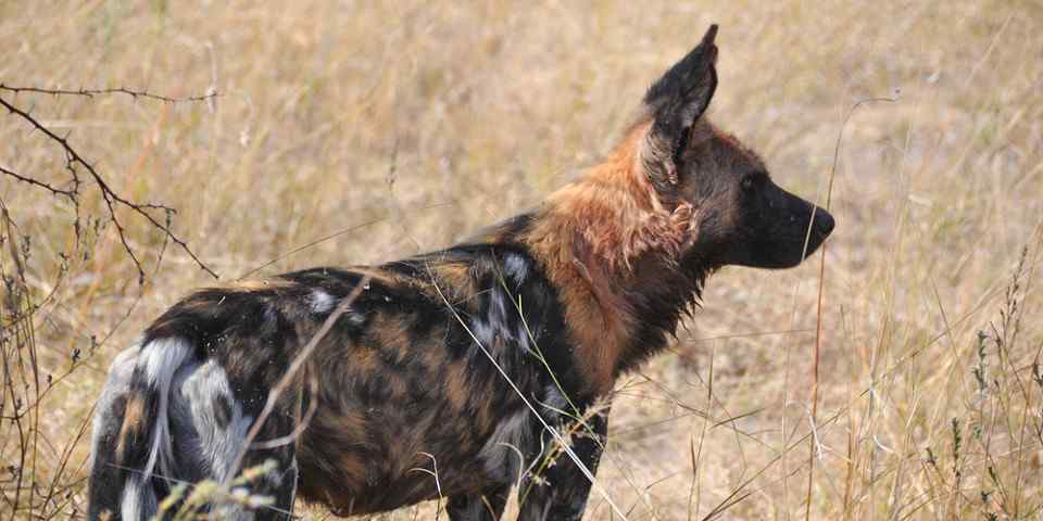 Mana Pools Map – Detailed Map of Mana Pools National Park