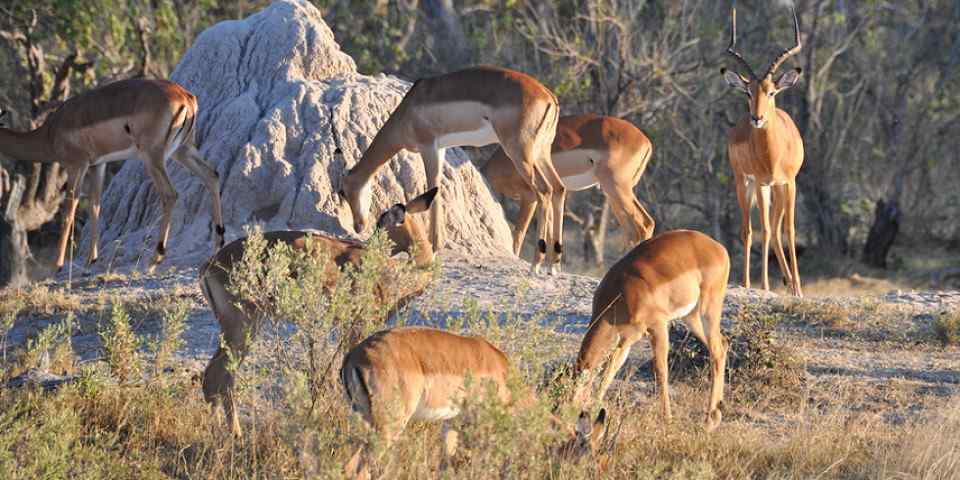 Moremi Map – Detailed Map of Moremi Game Reserve