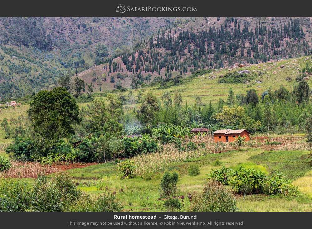 Burundi Safari: 1-Day Mountain Heha Hike