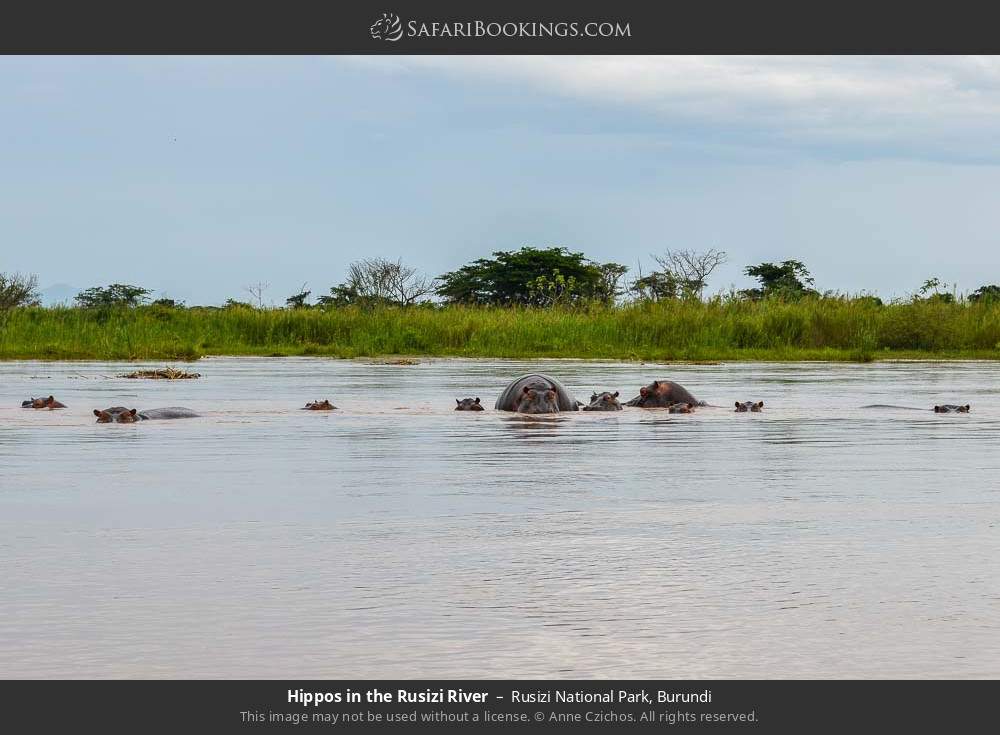Burundi Safari: 1-Day Rusizi National Park and Bujumbura Tour