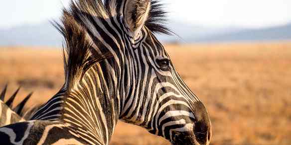 Eswatini (Swaziland) Weather & Climate (+ Climate Chart)