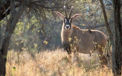 Eswatini (Swaziland) Photos – Award winning images & pictures!