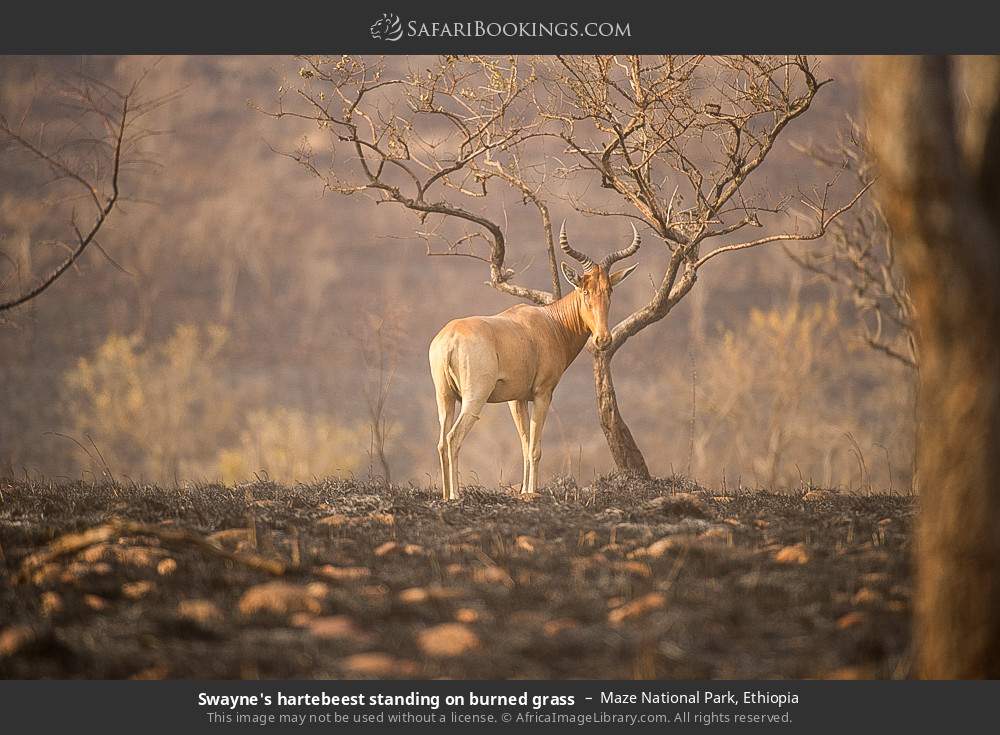 Ethiopia Safari: 4-Day Maze National Park Safari