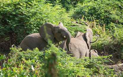 Chebera-Churchura National Park – Best Time To Visit, Wildlife & More!