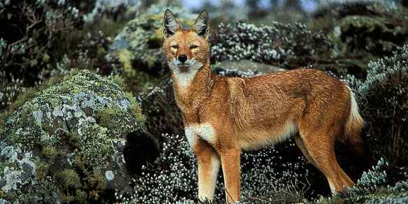 Bale Mountains Animals – Wildlife in Bale Mountains National Park