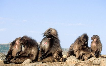Simien Mountains Wildlife Photos – Images & pictures of Simien ...