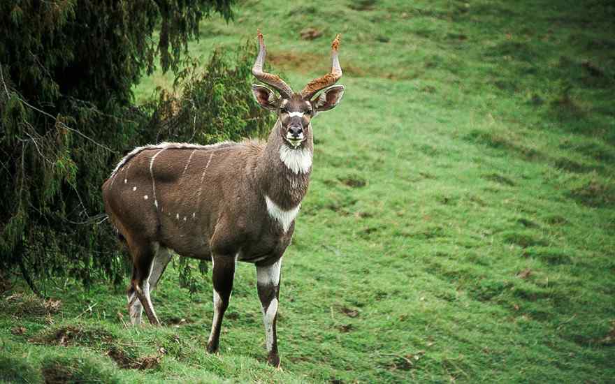Bale Mountains Animals – Wildlife in Bale Mountains National Park