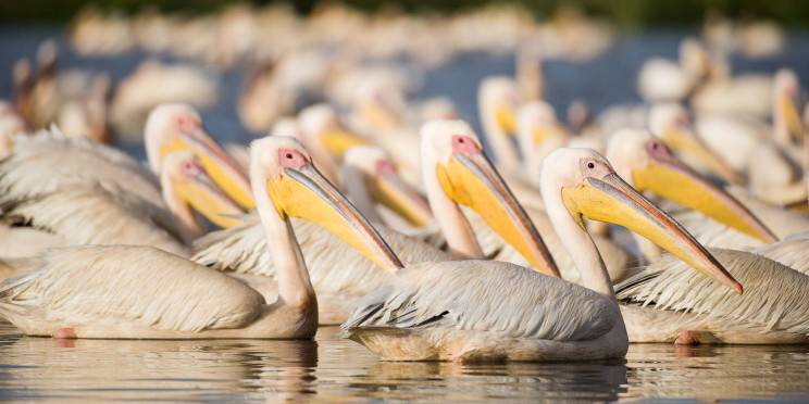 Lake Ziway – Best Time To Visit, Wildlife & More!