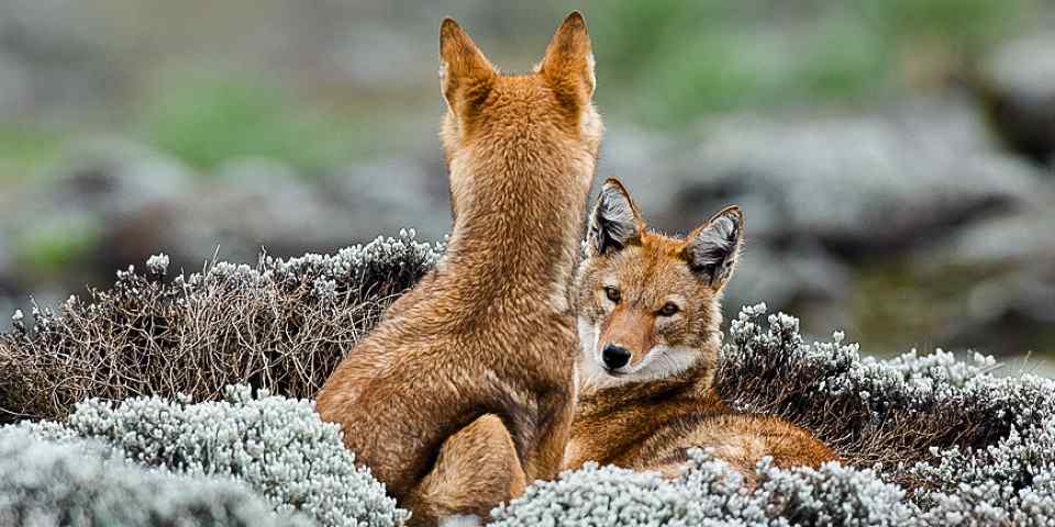 Bale Mountains National Park – Travel Guide, Map & More!