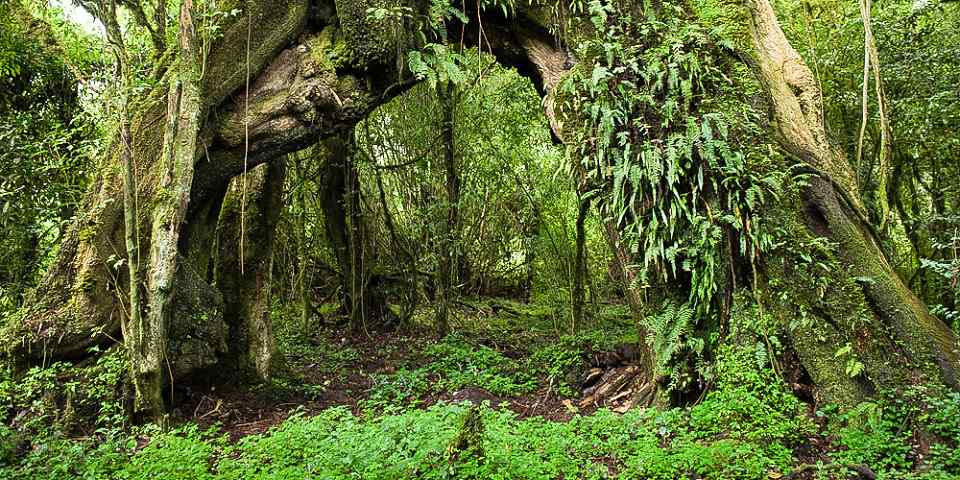 Bale Mountains National Park – Travel Guide, Map & More!