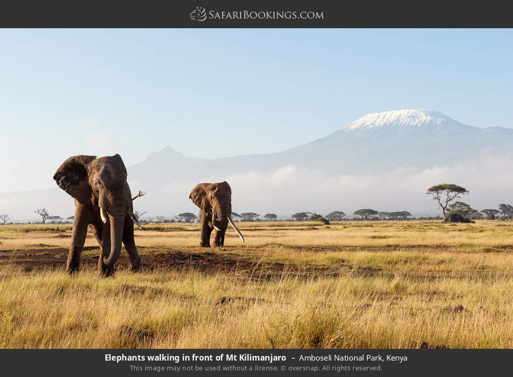 Kenya Safari: 10-Day Kenya Safari Legends 10 Days of Wildlife & Culture