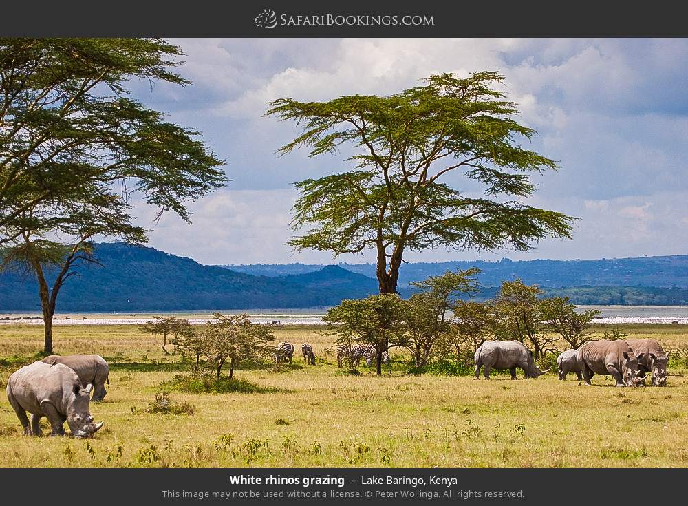 Kenya Safari: 10-Day Kenyan Safari & Wildlife Photography