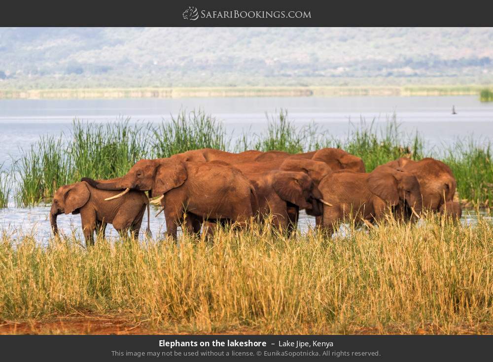 Kenya Safari: 7-Day Best 4X4 Jeep Safari