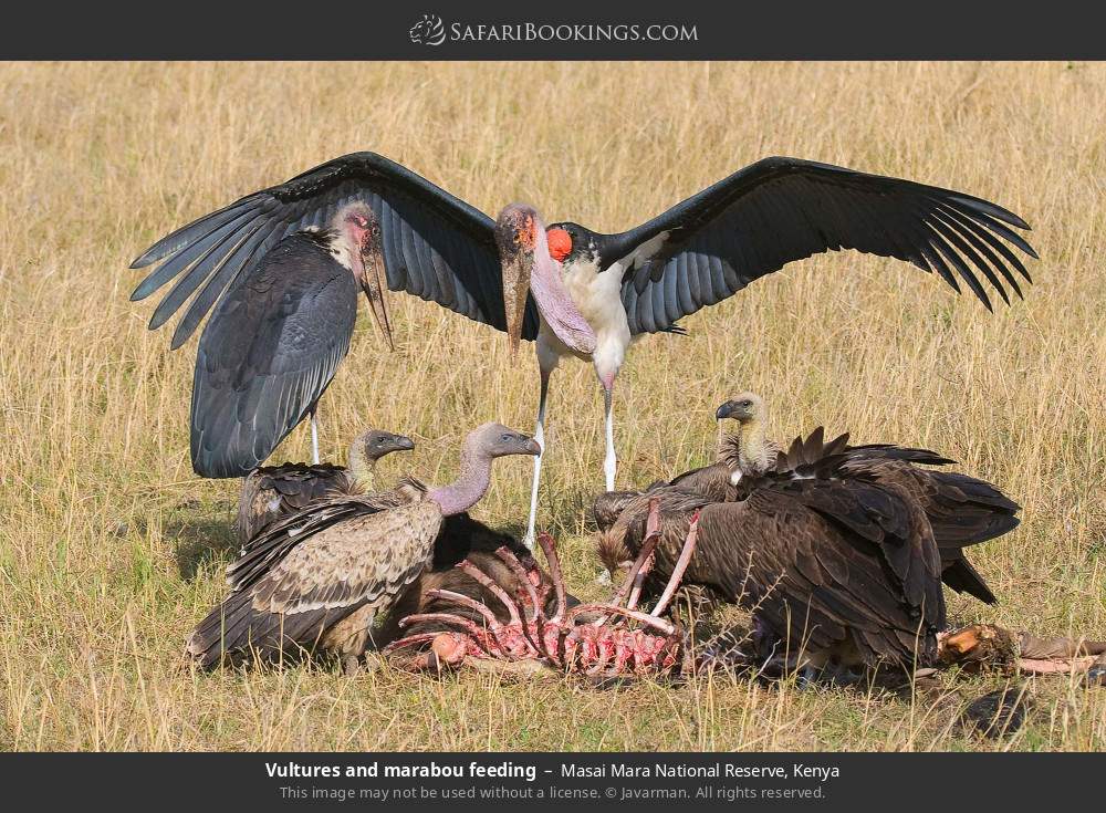 Kenya Safari: 8-Day Unforgettable Bush and Beach Experience