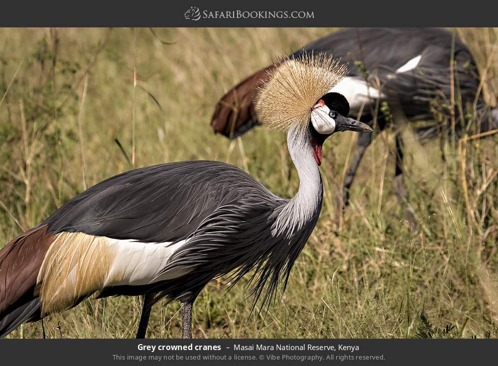 Kenya Safari: 3-Day Escape to Mara Chui Resort Private Tour