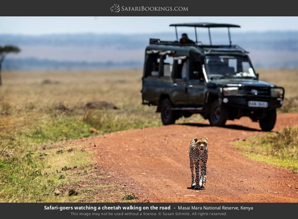 Kenya Safari: 8-Day Safari and Beach Combo Adventure