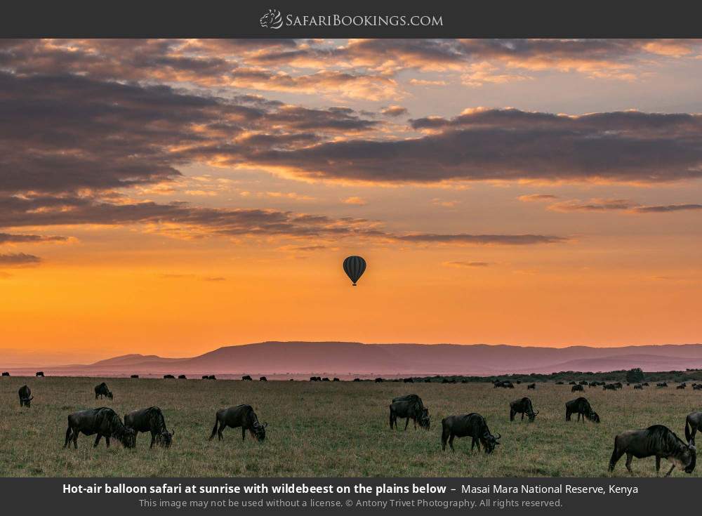 Kenya Safari: 4-Day Fly in Maasai Mara