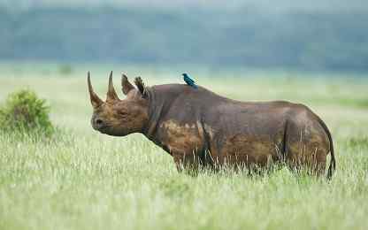 Lewa Wildlife Conservancy – Travel Guide, Map & More!